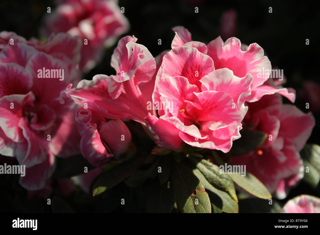 Beautiful, flawless white with pink fringe Phoenicia rhododendron ...