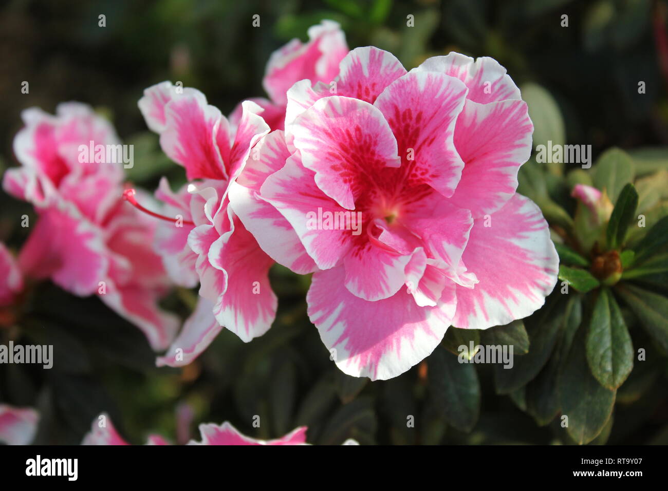 Beautiful, flawless white with pink fringe Phoenicia rhododendron ...