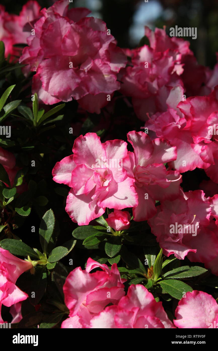 Beautiful, flawless white with pink fringe Phoenicia rhododendron ...