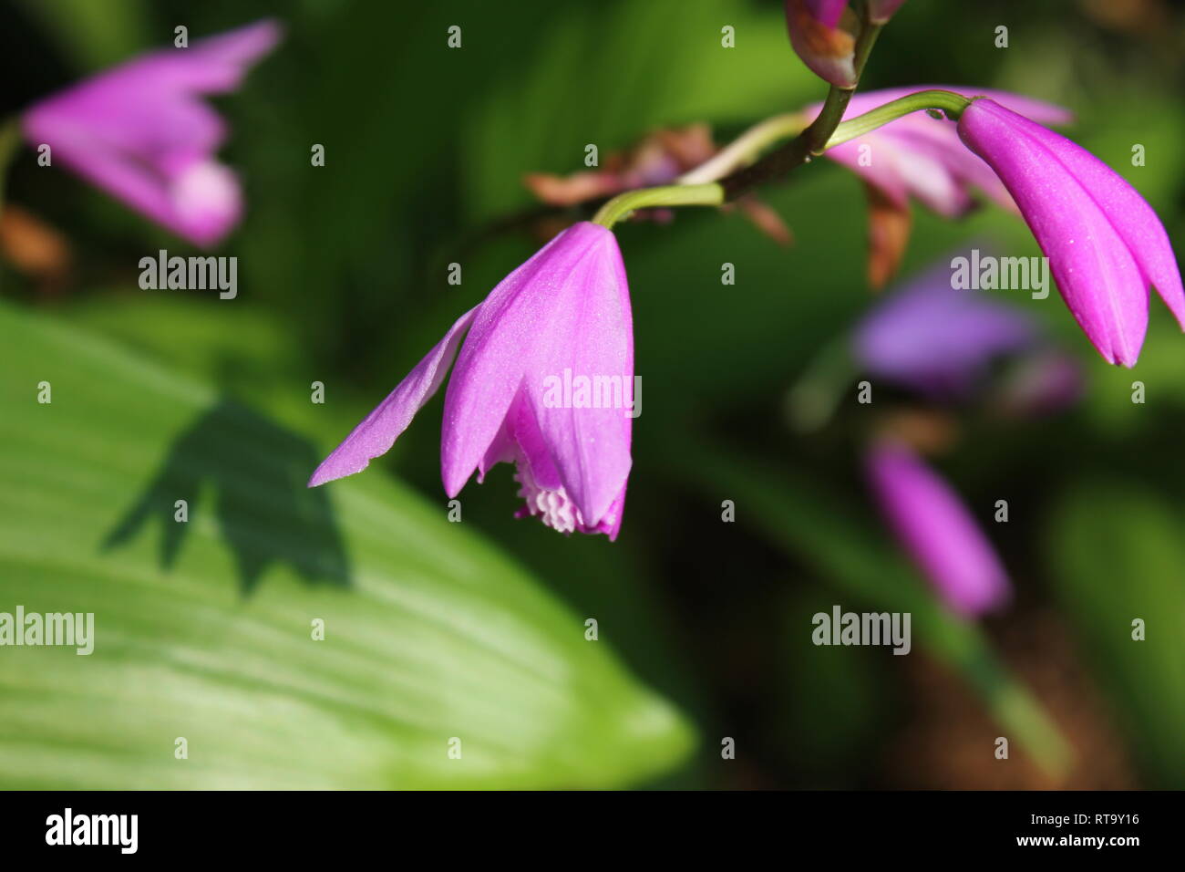Beautiful cultivated flowering purple orchid, bletilla striata, plant ...