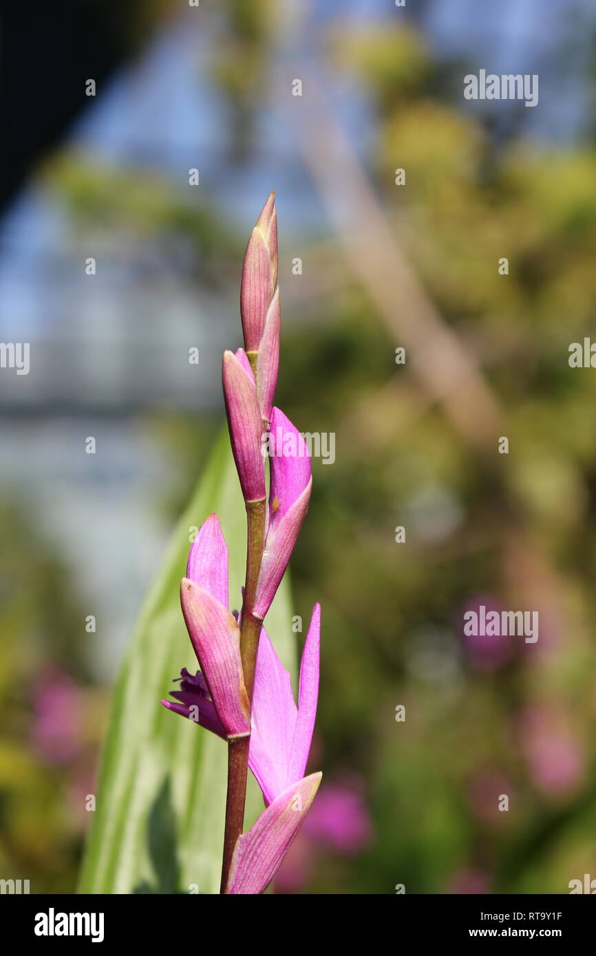 Beautiful cultivated flowering purple orchid, bletilla striata, plant ...