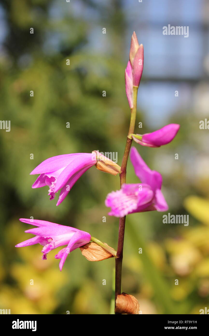 Beautiful cultivated flowering purple orchid, bletilla striata, plant ...