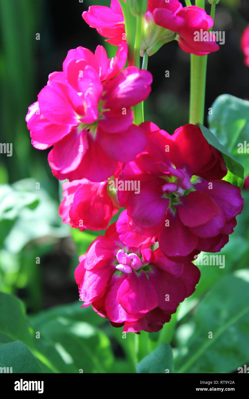 Beautiful cultivated bright pink Matthiola incana flowering plant ...