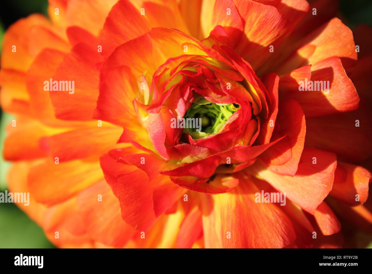Beautiful cultivated red and yellow flowering Persian buttercup plant ...