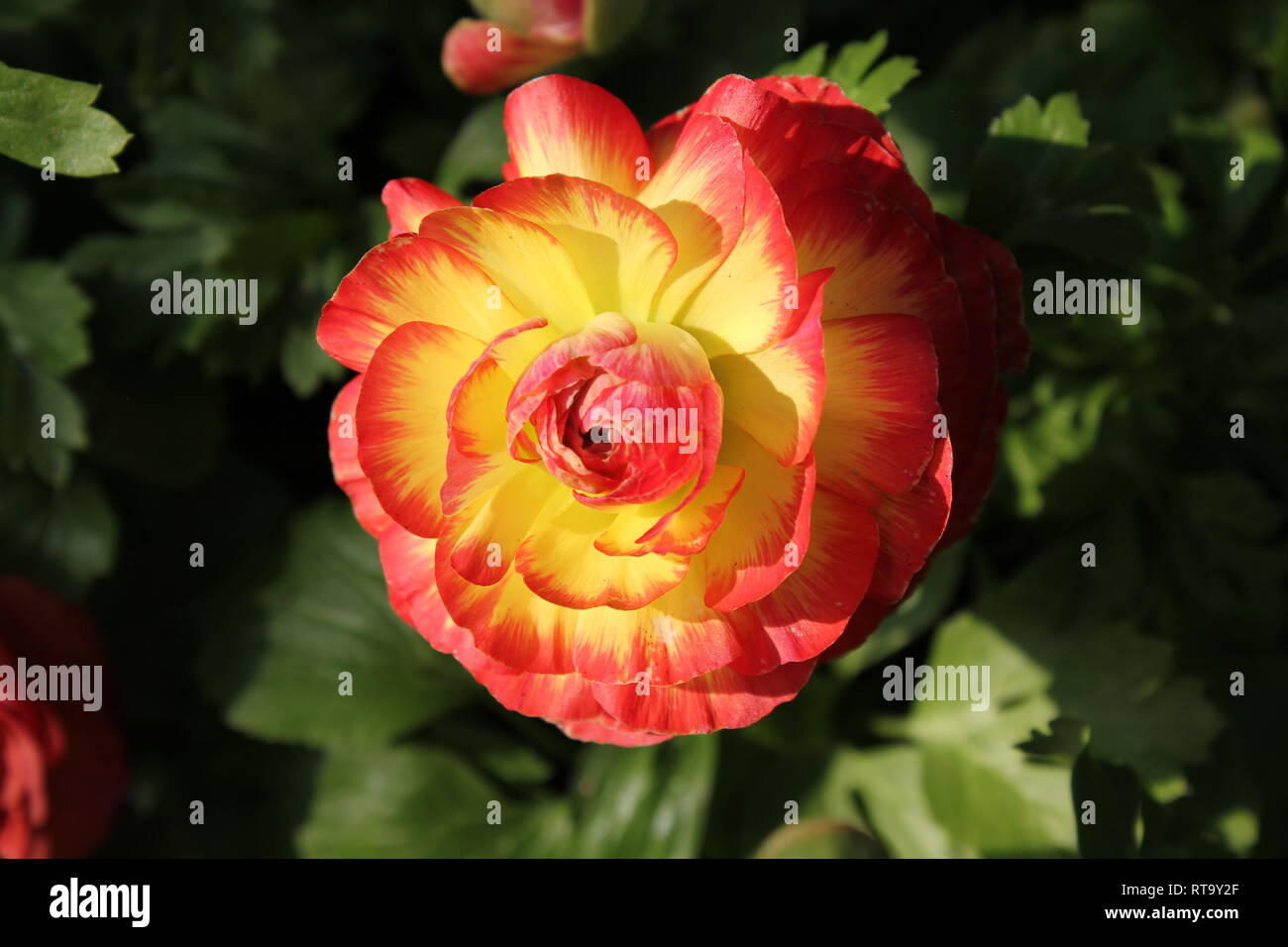 Beautiful cultivated red and yellow flowering Persian buttercup plant ...