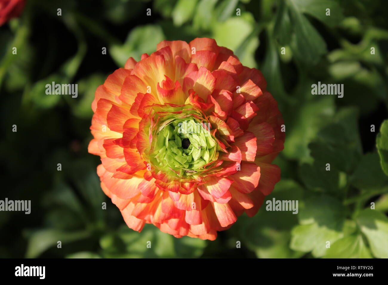 Beautiful cultivated red and yellow flowering Persian buttercup plant ...