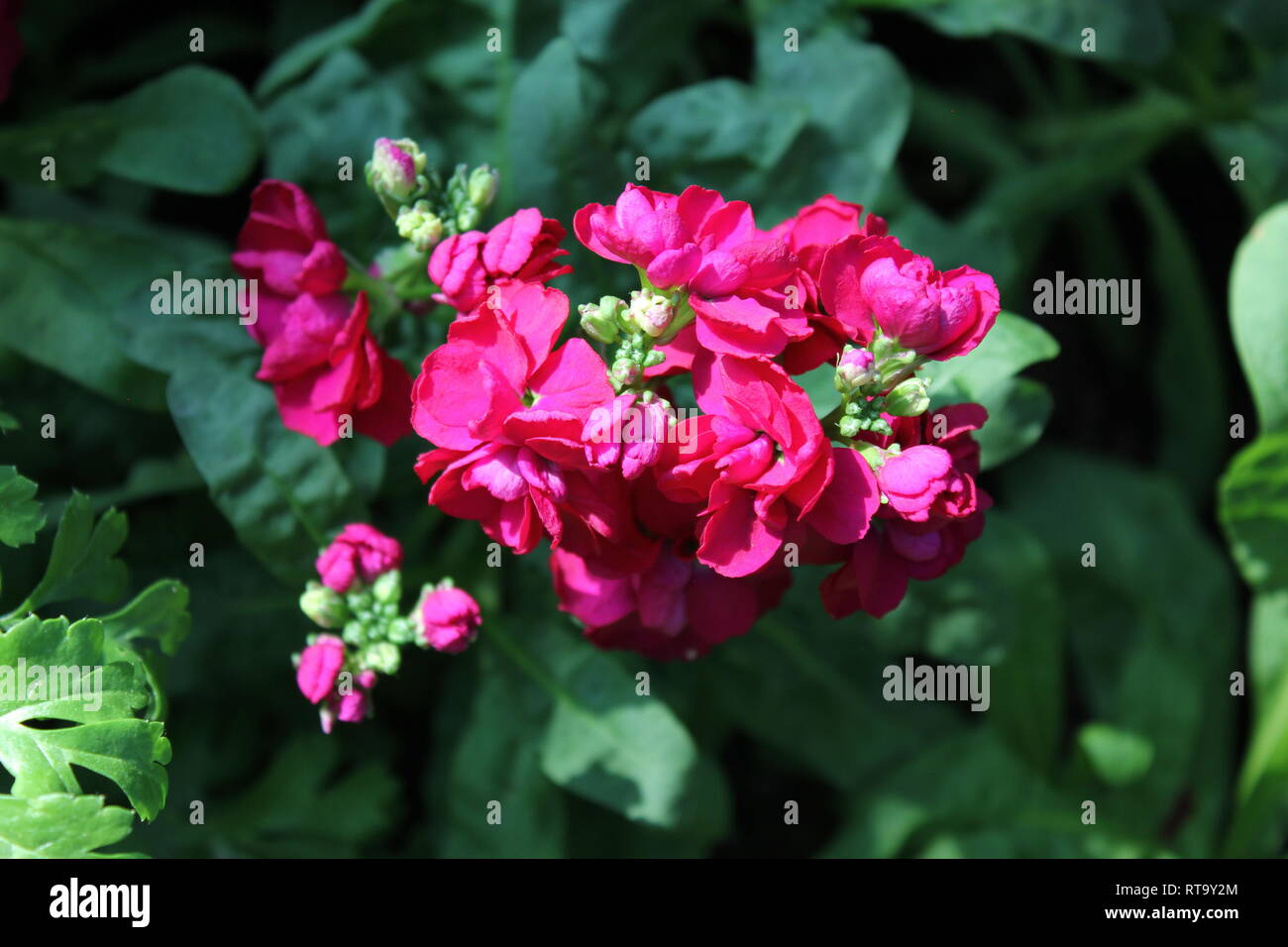 Beautiful cultivated bright pink Matthiola incana flowering plant ...
