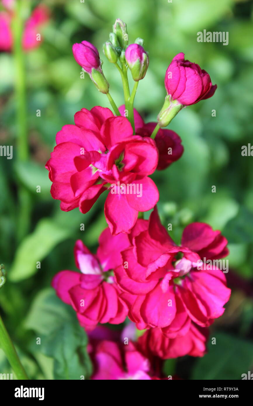 Beautiful cultivated bright pink Matthiola incana flowering plant ...