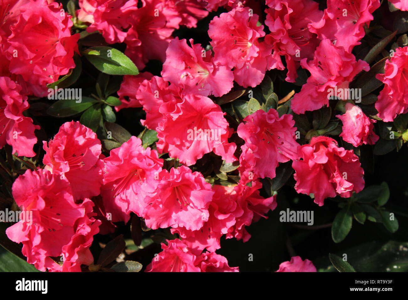 Beautiful cultivated flowering orchid pink azalea phoenicia ...