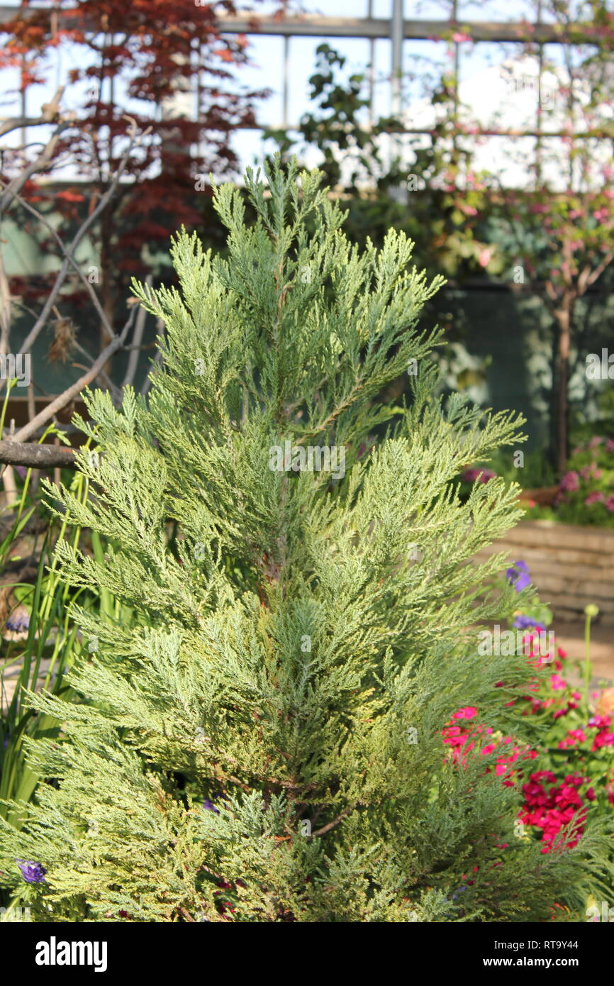 Giant Sequoia Sequoiadendron Giganteum High Resolution Stock ...