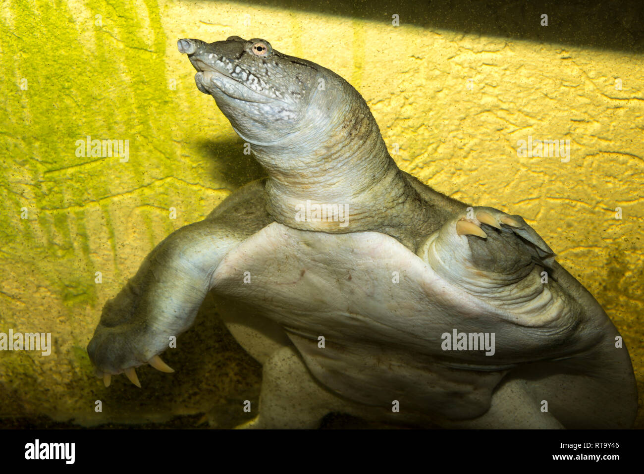 Chinese softshell turtle (Pelodiscus sinensis Stock Photo - Alamy