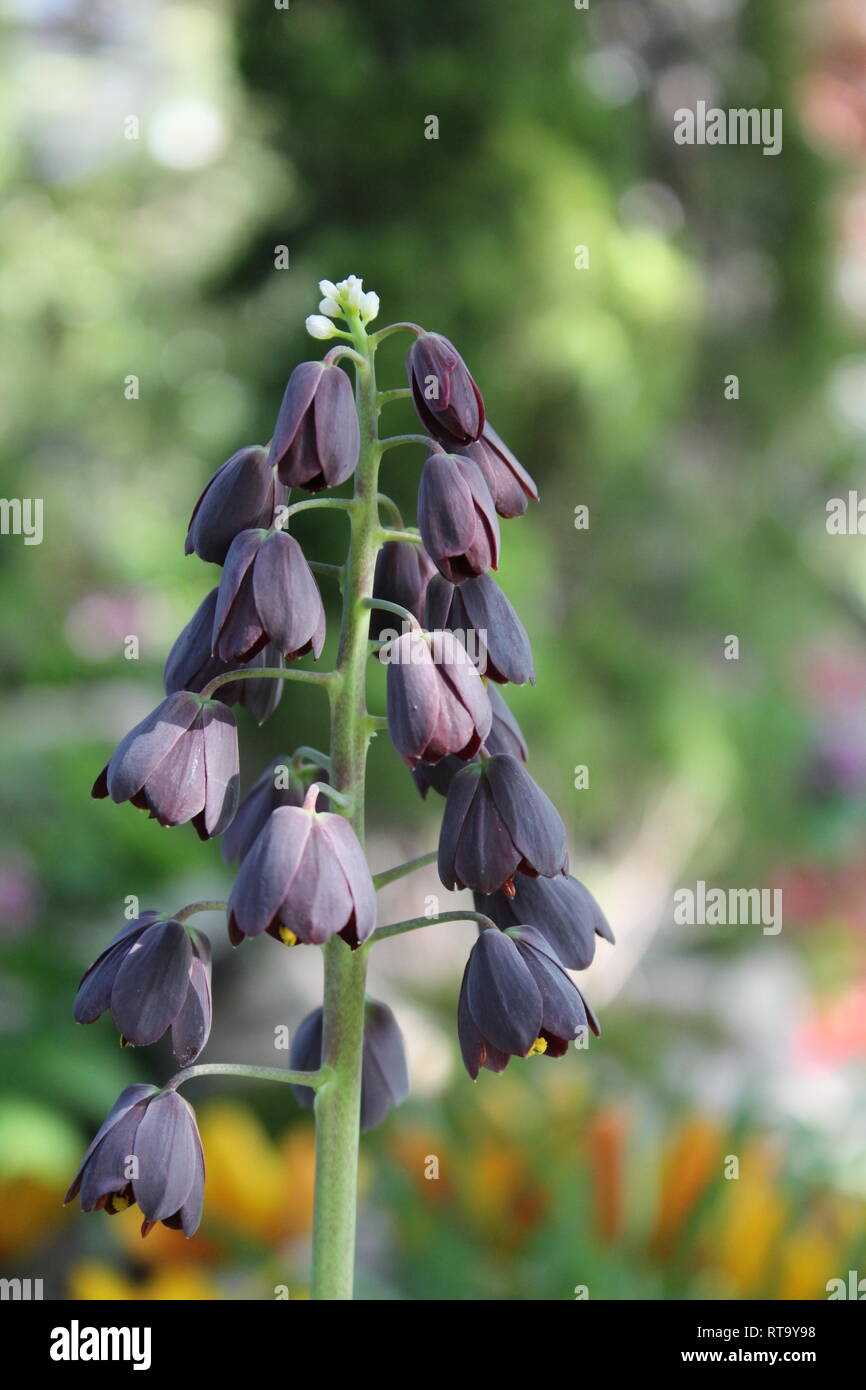Persian lily fritillaria persica hi-res stock photography and images ...
