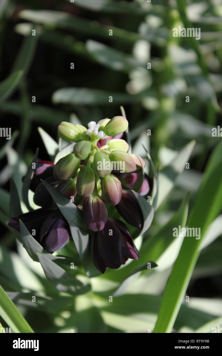 Persian lily fritillaria persica hi-res stock photography and images ...