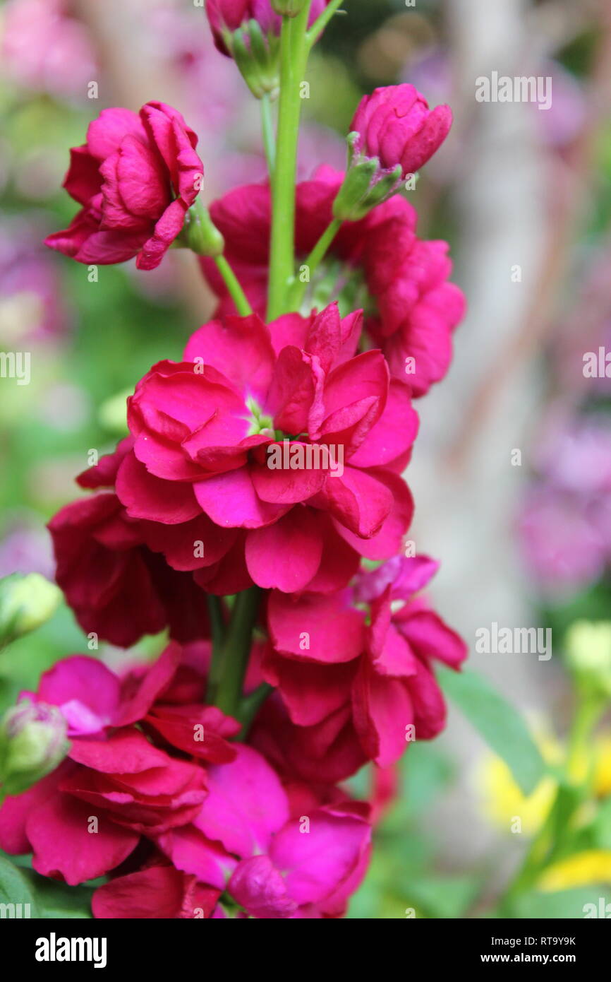 Beautiful cultivated bright pink Matthiola incana flowering plant ...