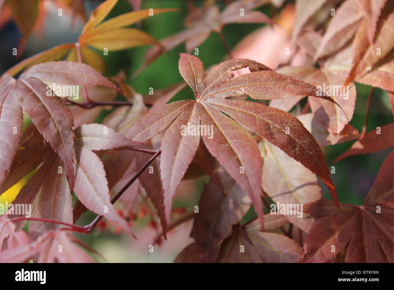 Beautiful cultivated Japanese red maple tree leaves at the Garfield ...