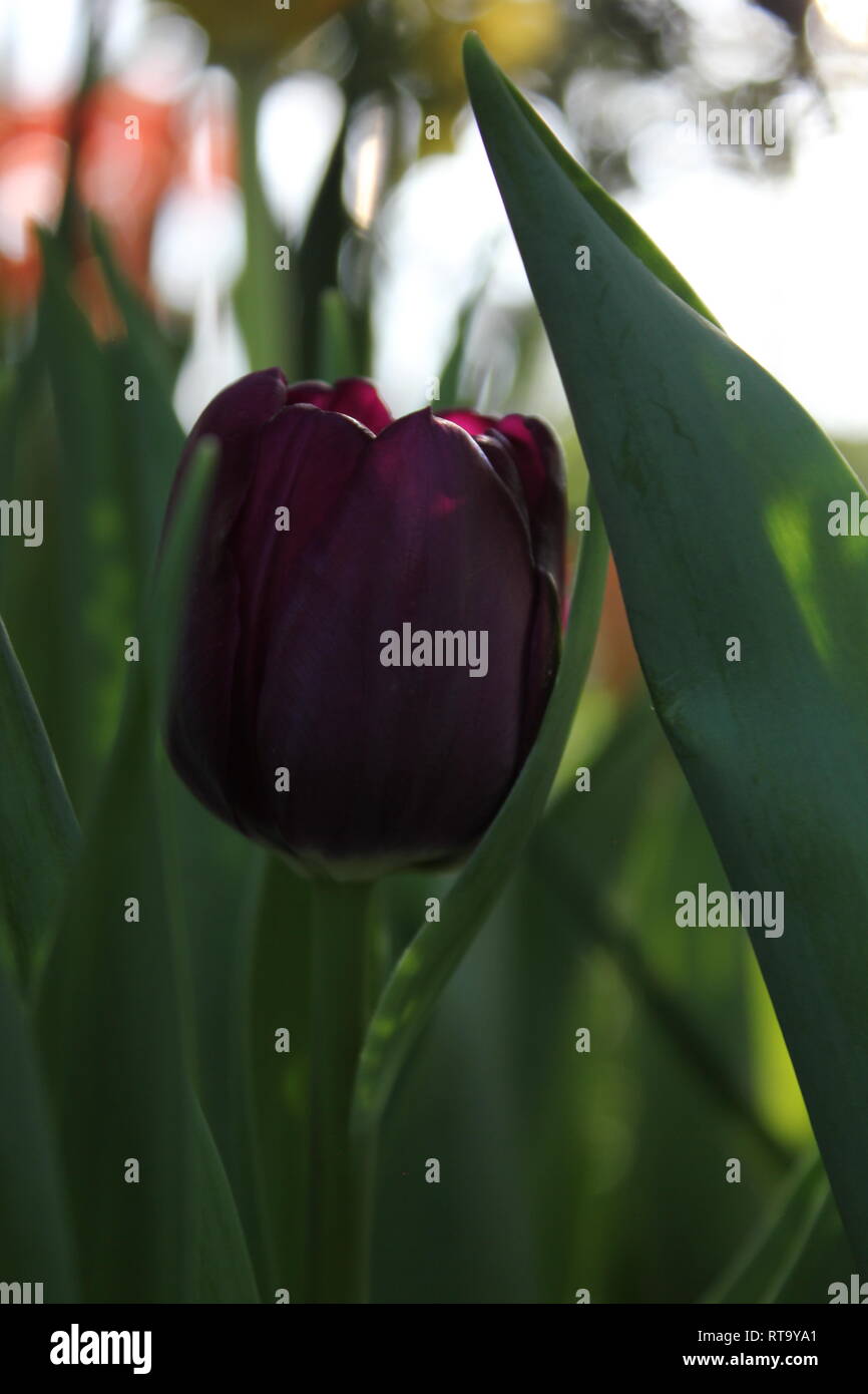 Beautiful cultivated flowering tulip plant growing in the garden Stock ...
