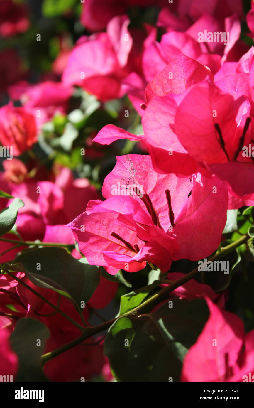 Beautiful cultivated flowering bougainvillea plant growing in the ...