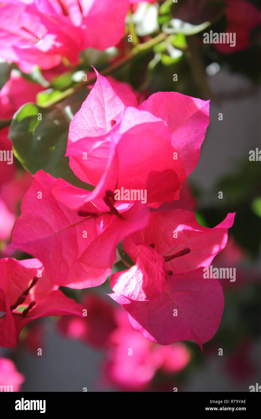Triplet Flowers High Resolution Stock Photography and Images - Alamy