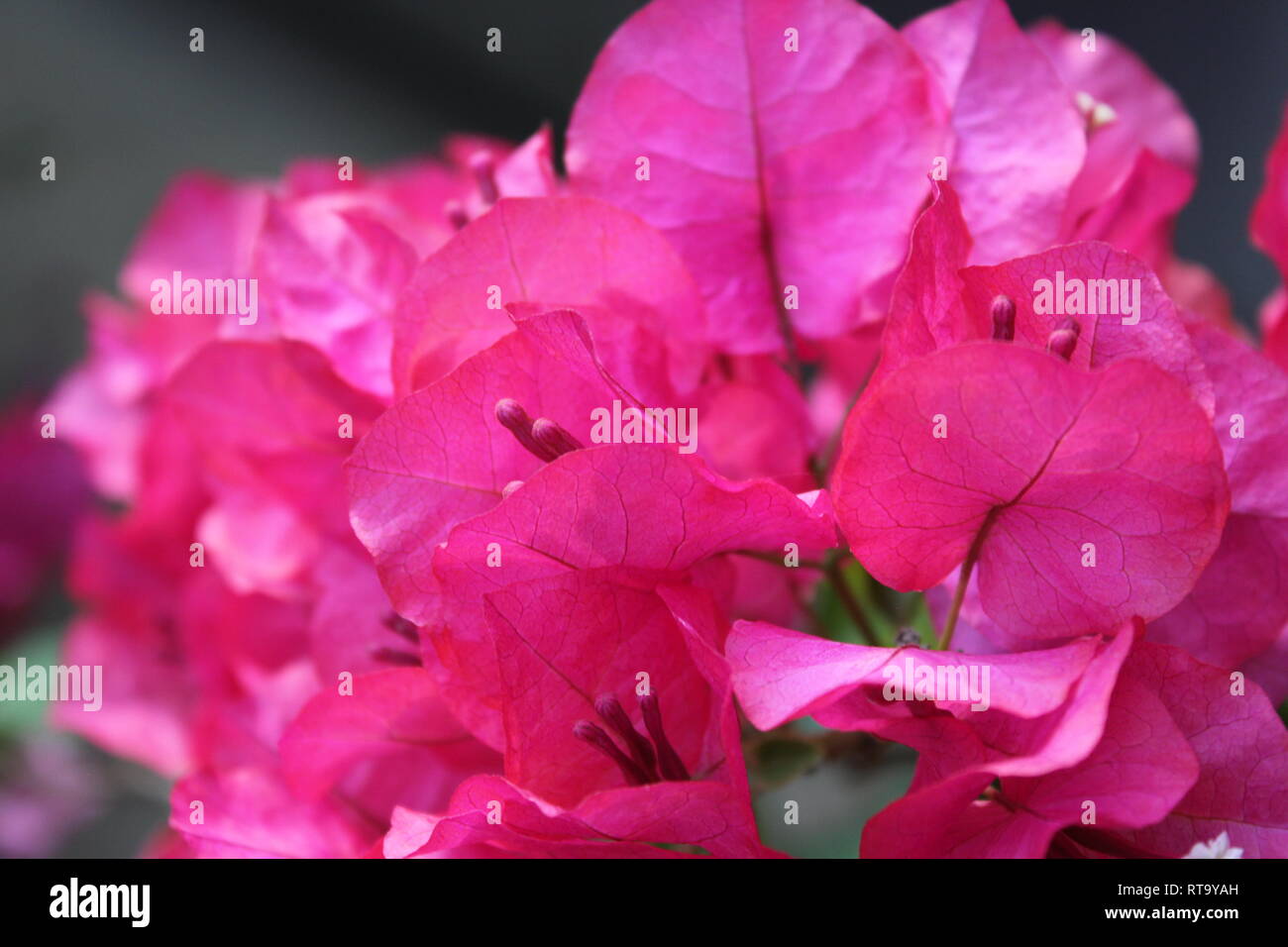 Triplet Flowers High Resolution Stock Photography and Images - Alamy