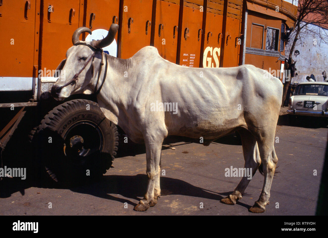 sacred cow, Hindu, religion, Hinduism, bull, tied to truck, Delhi ...