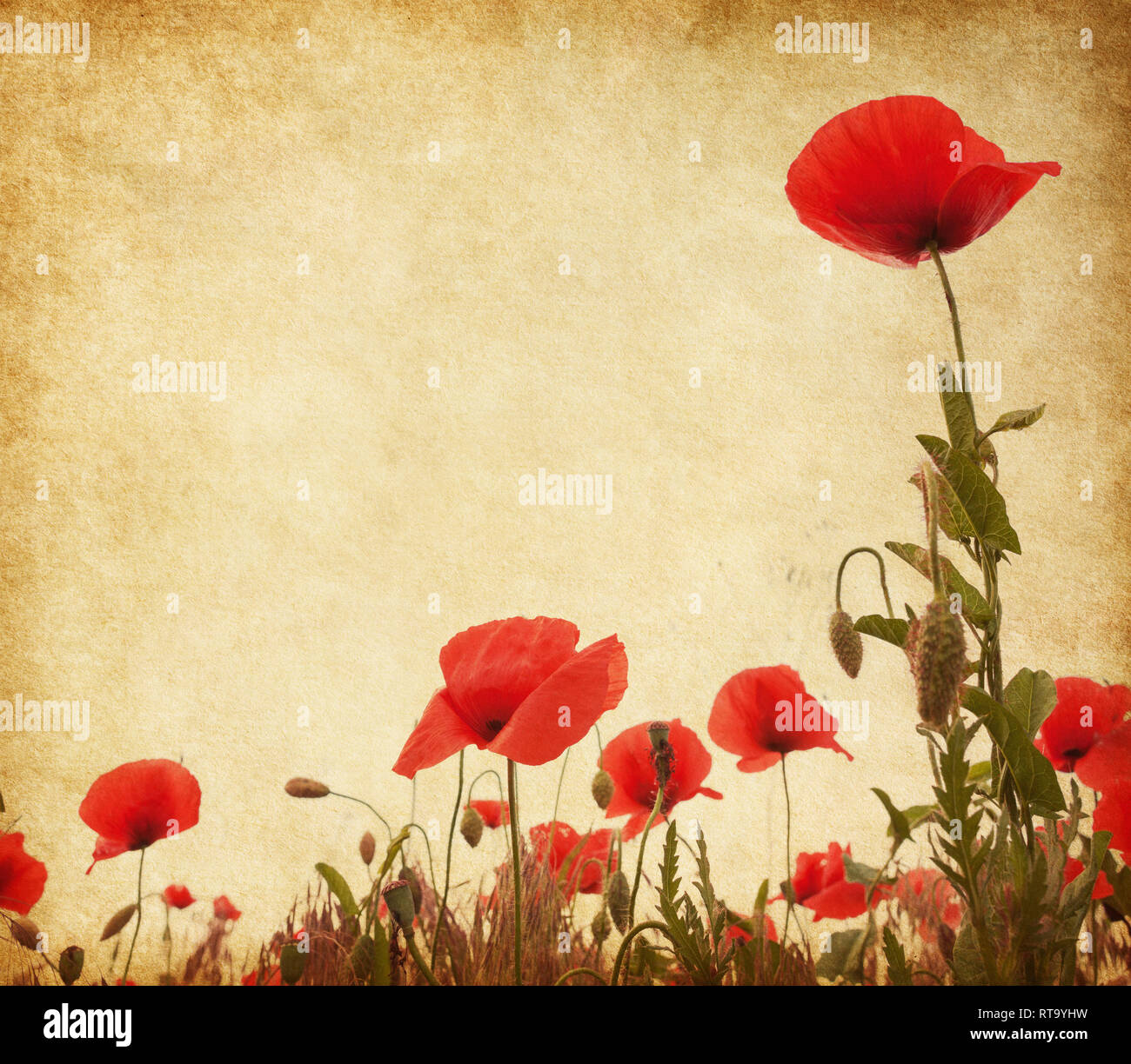 Paper texture with poppies Stock Photo - Alamy