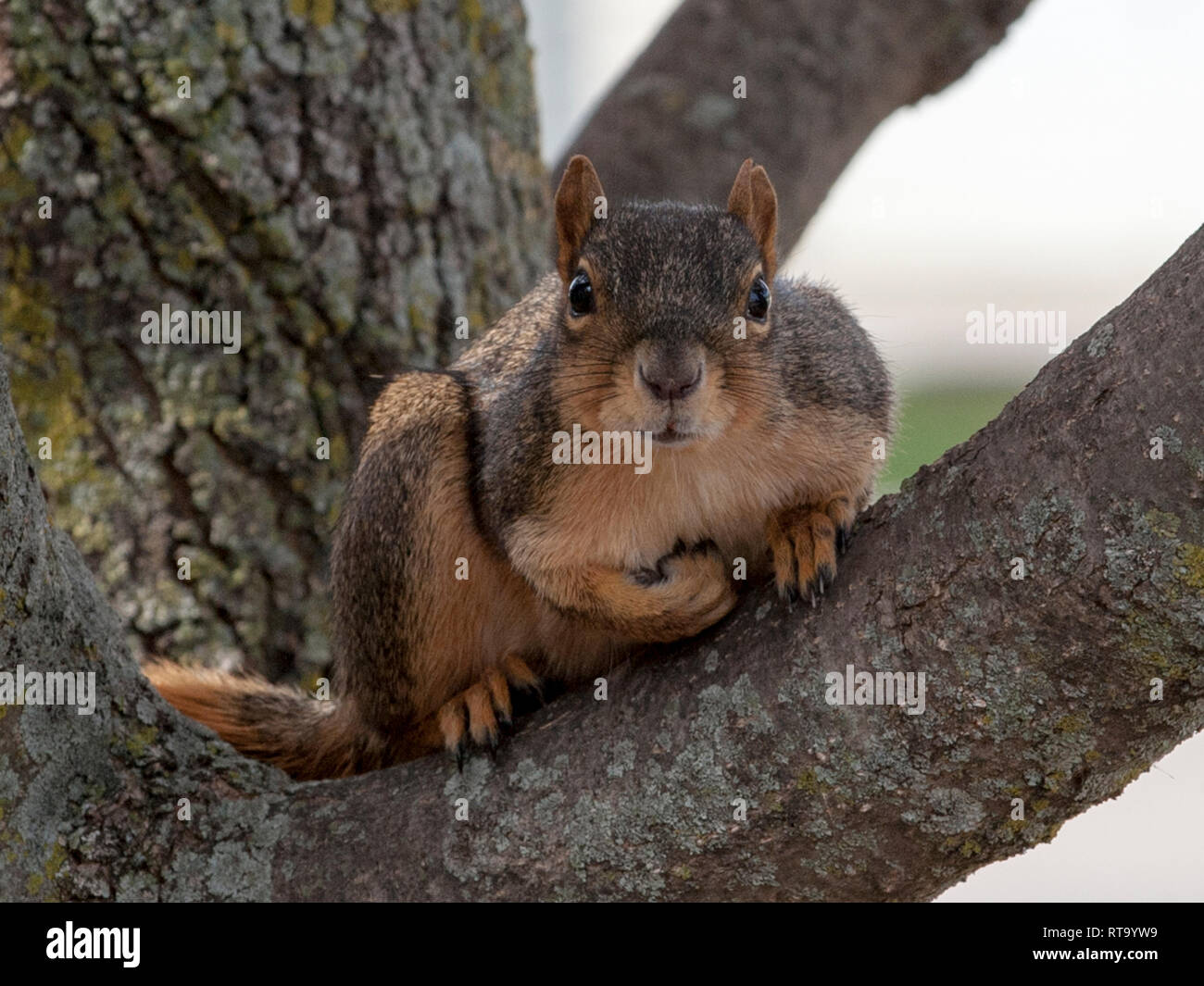 Squirrel photographer hi-res stock photography and images - Alamy