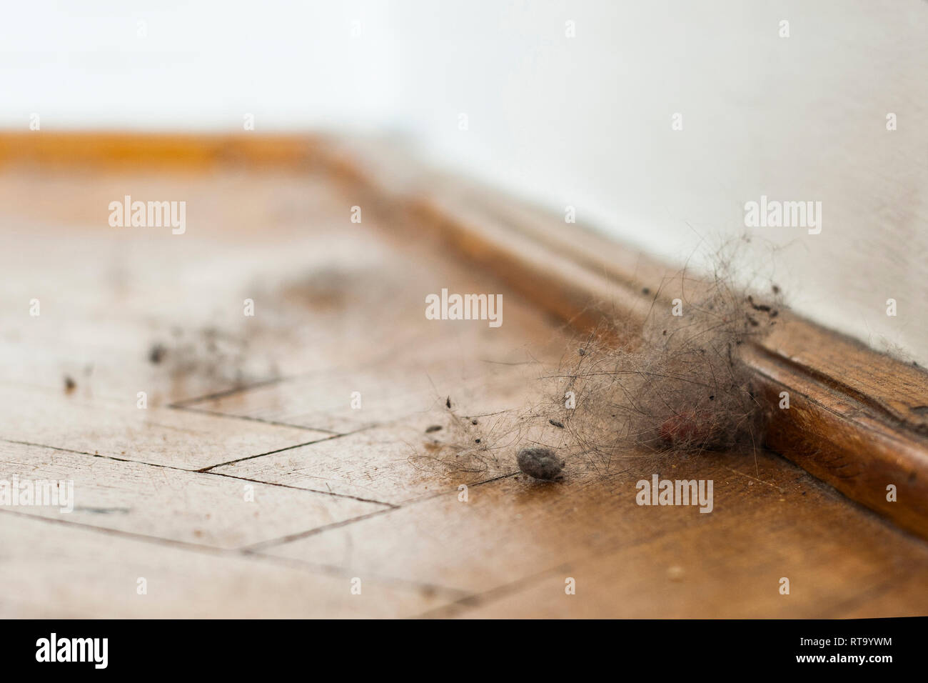 Fluff on wooden floor in corner of room Stock Photo - Alamy