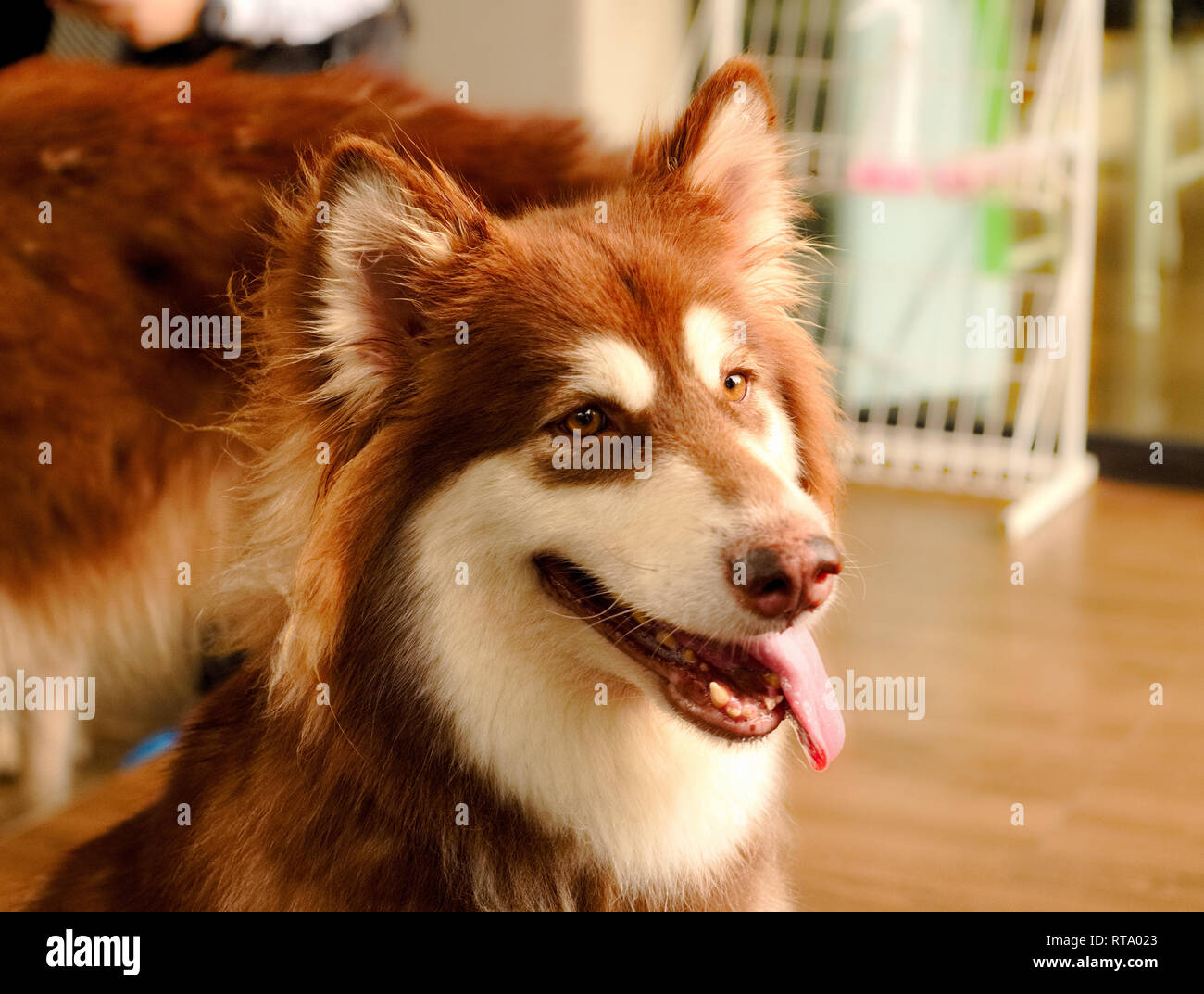 Brown And White Siberian Husky