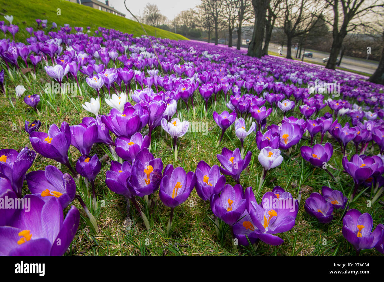 Crocuses en mass, A90 Stonehaven Road, Aberdeen Stock Photo - Alamy