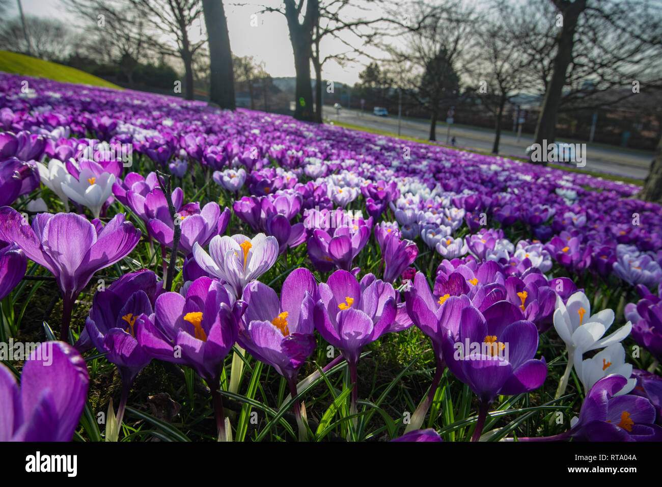 Crocuses en mass, A90 Stonehaven Road, Aberdeen Stock Photo - Alamy
