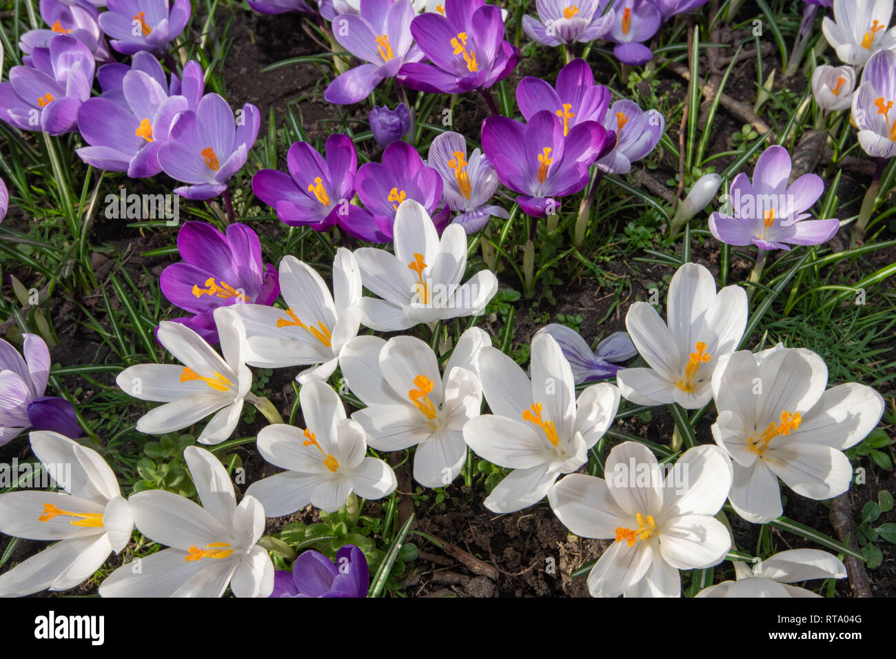Crocuses en mass, A90 Stonehaven Road, Aberdeen Stock Photo - Alamy