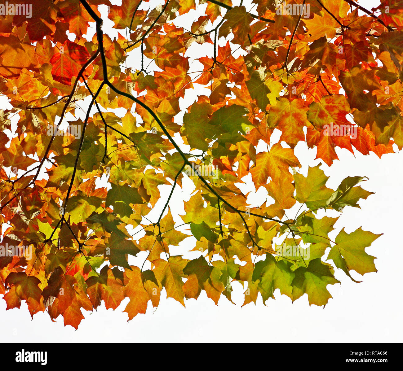 Orange and red maple tree hi-res stock photography and images - Alamy