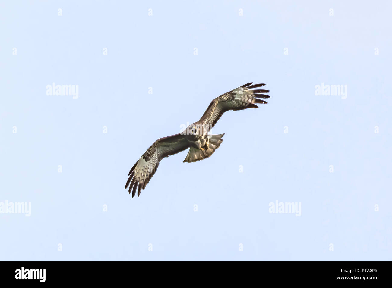 Wildlife photography.Buzzard flying towards camera with open beak ...