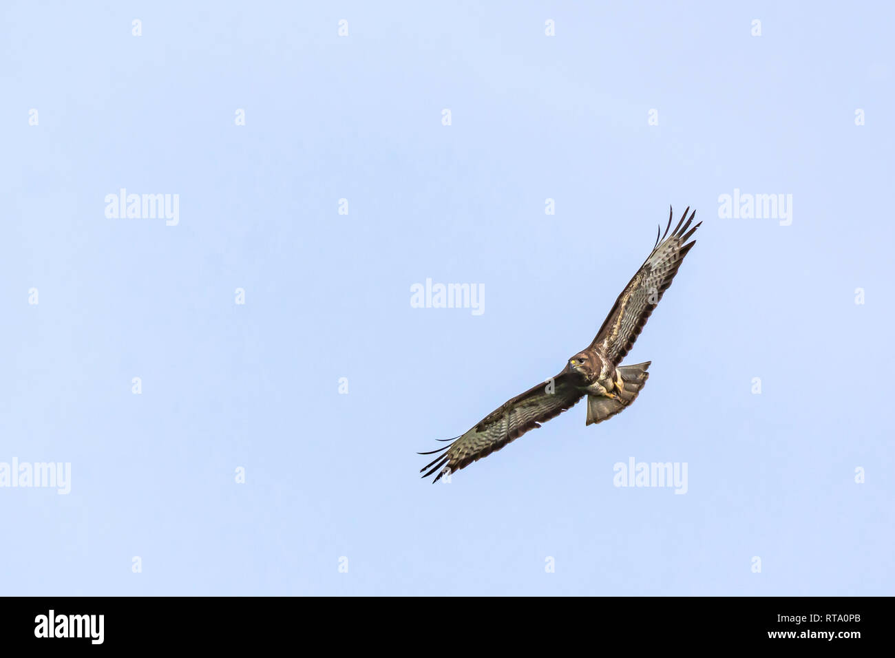 Wildlife photography.Buzzard flying towards camera.Large bird of prey ...