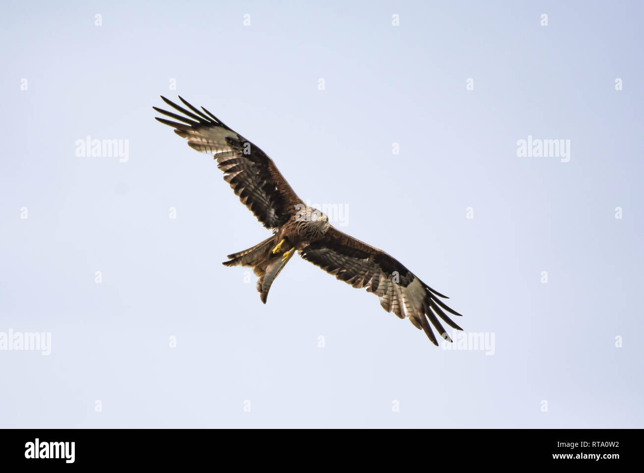 Wildlife photography.Red kite, milvus milvus, in flight looking in ...