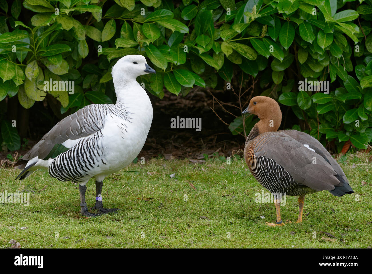 Falkland Upland Goose or Greater Magellan Goose - Chloephaga picta ...