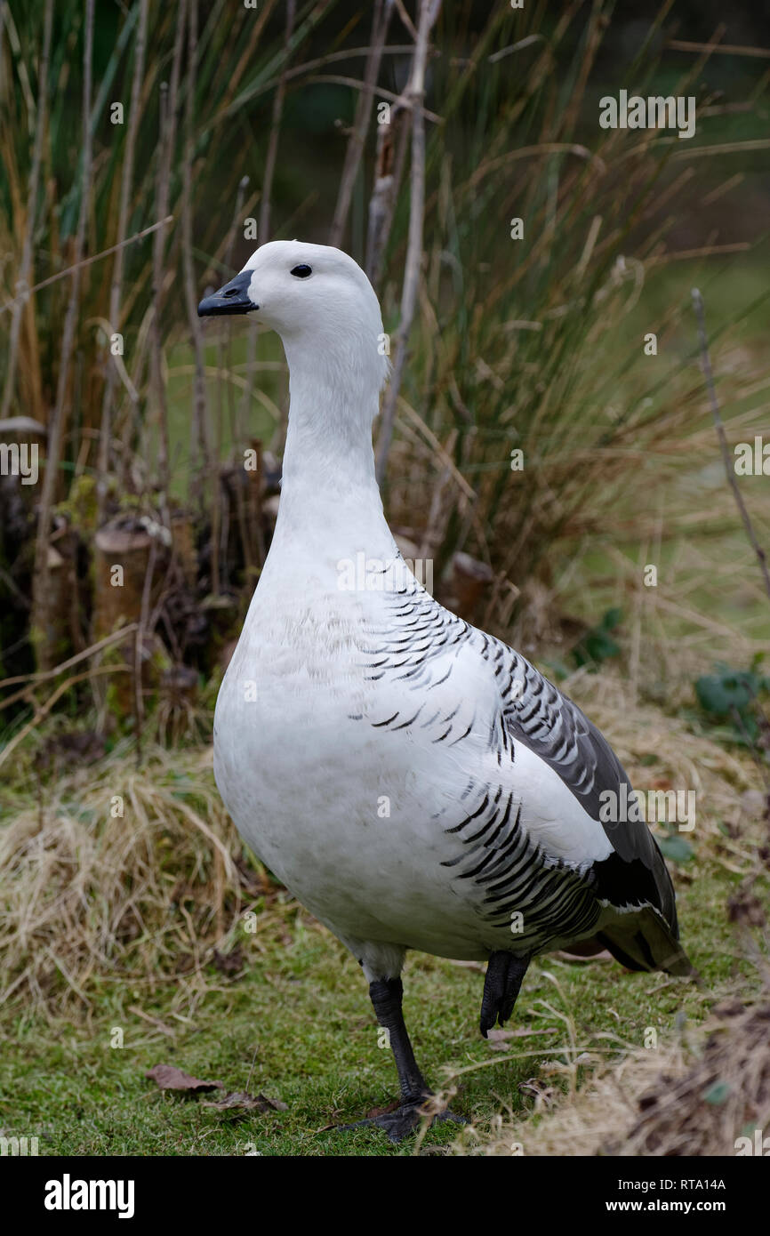 Falkland Upland Goose or Greater Magellan Goose - Chloephaga picta ...