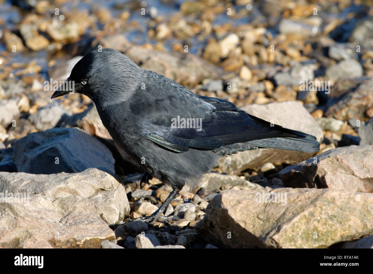 Eurasian jackdaw hi-res stock photography and images - Alamy