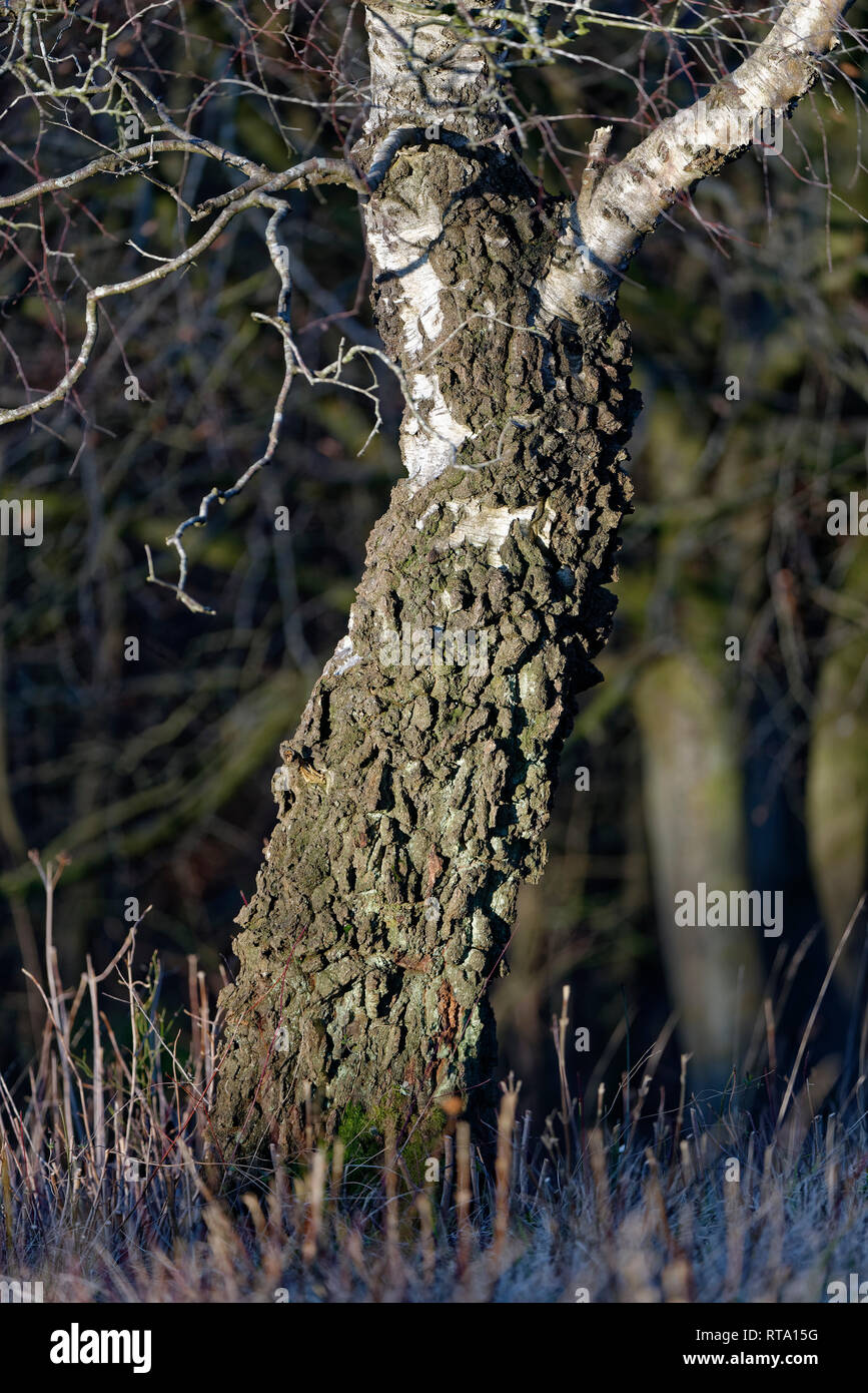 Silver Birch - Betula pendula Trunk & Bark detail of mature tree Stock ...