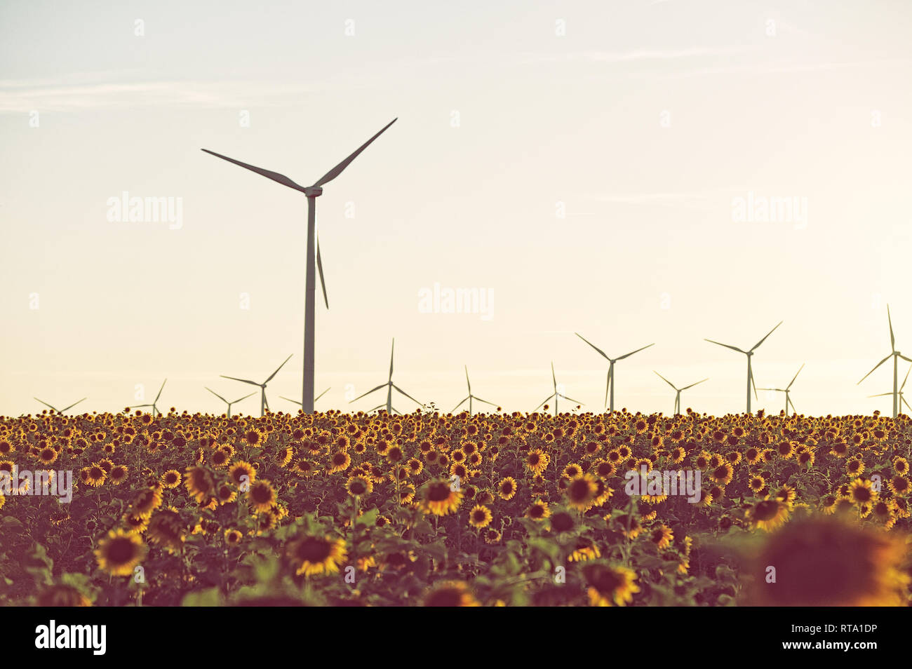Wind turbine sunflowers hi-res stock photography and images - Alamy