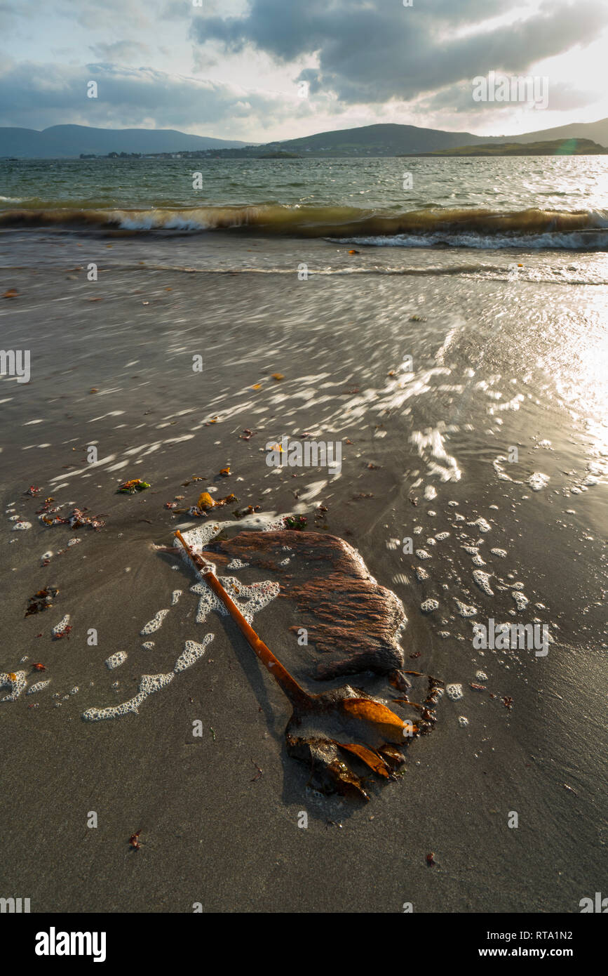 White Strand Beach, Caherciveen, Ring of Kerry, County Kerry, Ireland ...