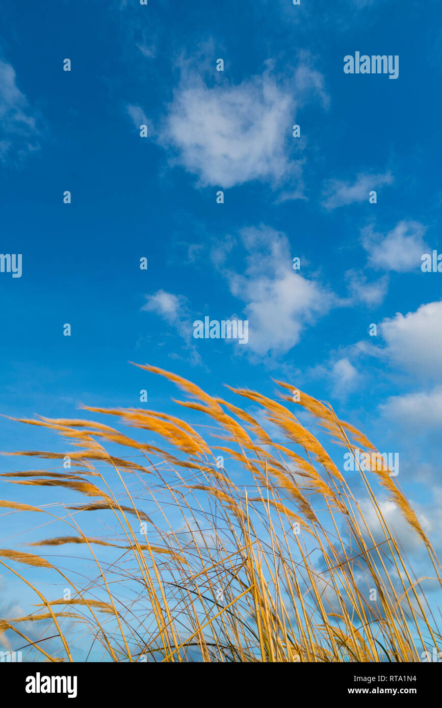 White Strand Beach, Caherciveen, Ring of Kerry, County Kerry, Ireland ...