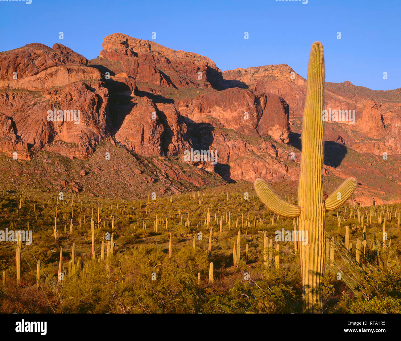 Evening light on saguaro hi-res stock photography and images - Alamy