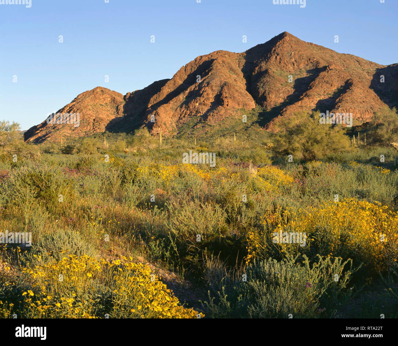 USA, Arizona, Kofa National Wildlife Refuge, Brittlebush and saguaro ...