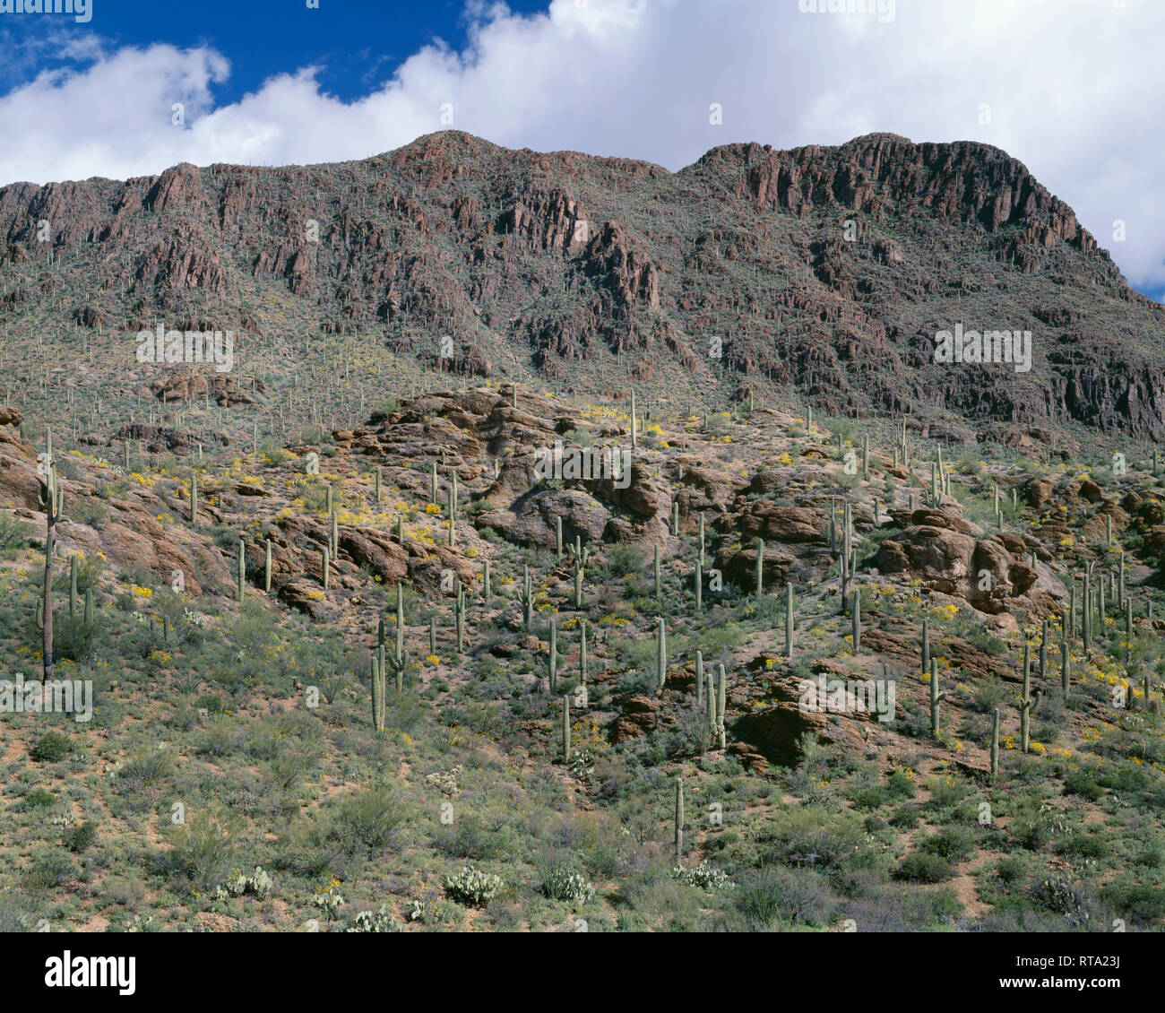 USA, Arizona, Tucson Mountain County Park, Blooming brittlebush and ...