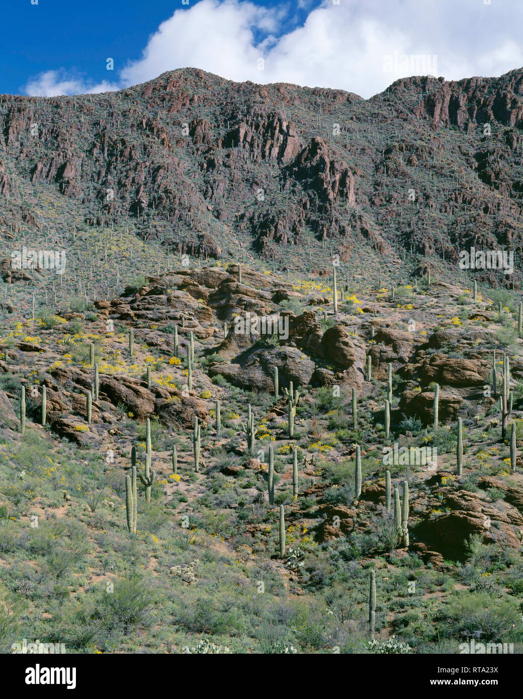 USA, Arizona, Tucson Mountain County Park, Blooming brittlebush and ...