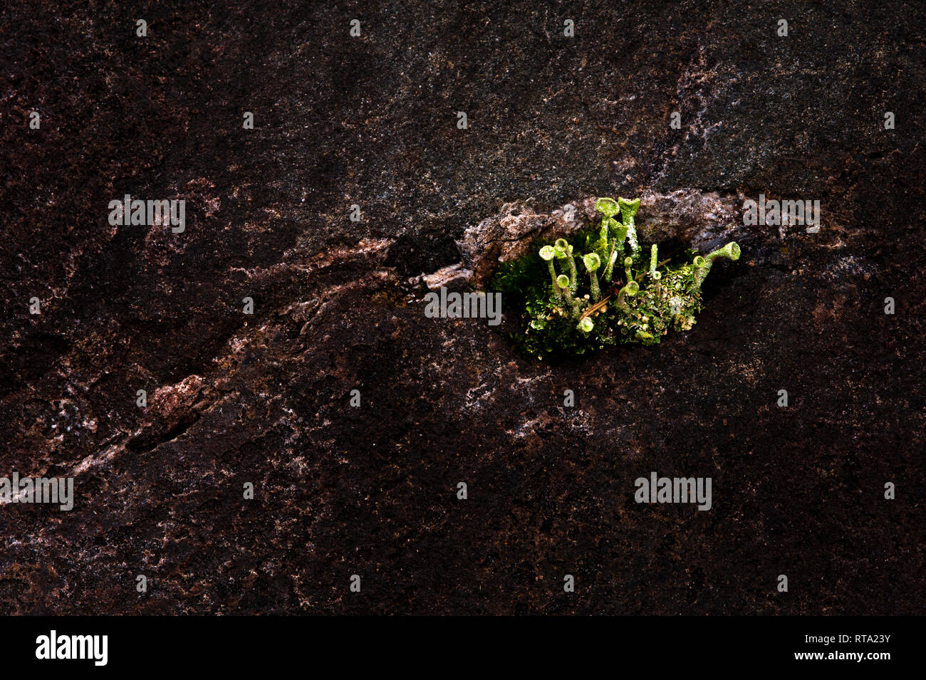 Plant growing through crack in large boulder Stock Photo - Alamy