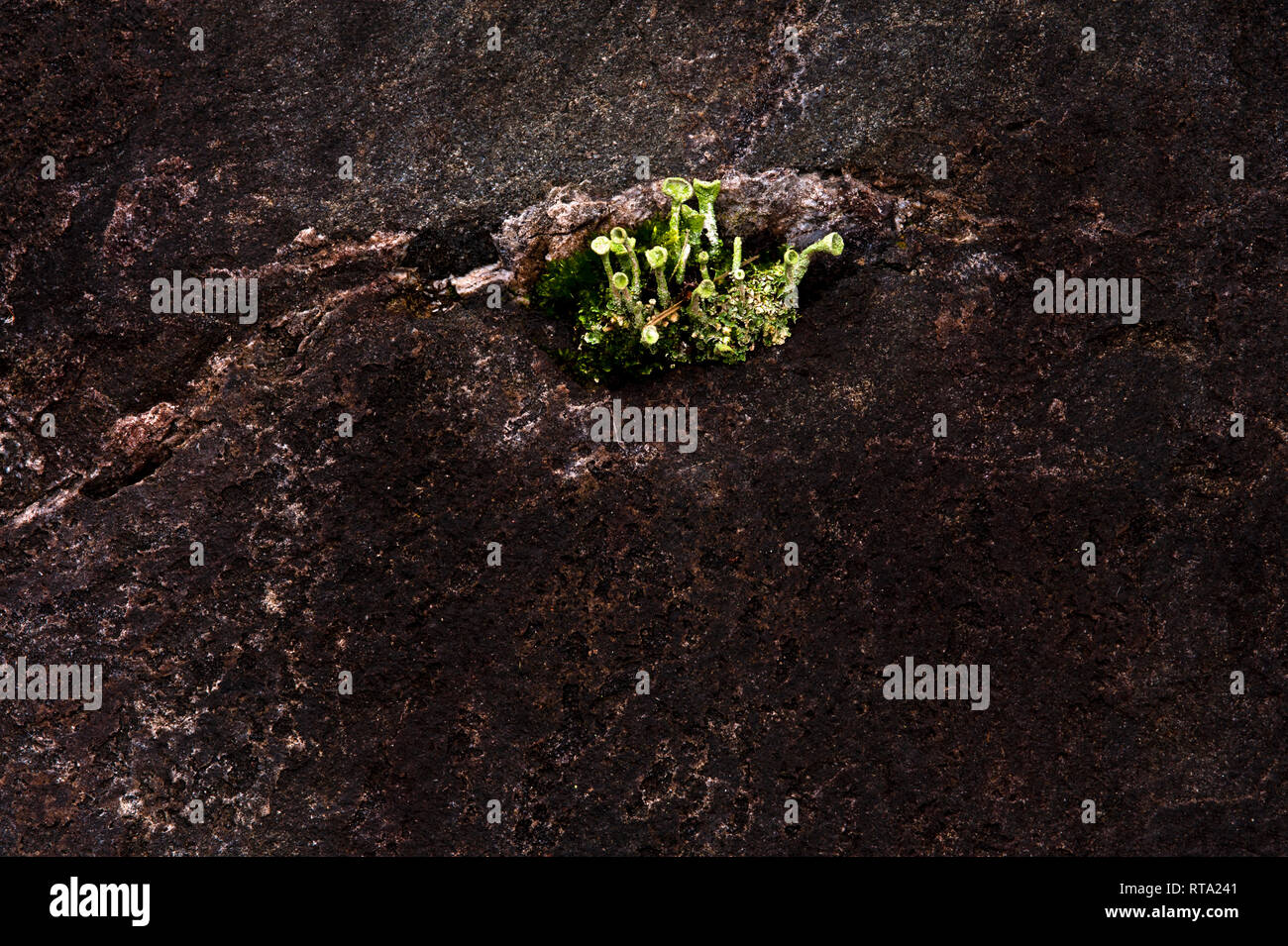 Growing up through cracks hi-res stock photography and images - Alamy