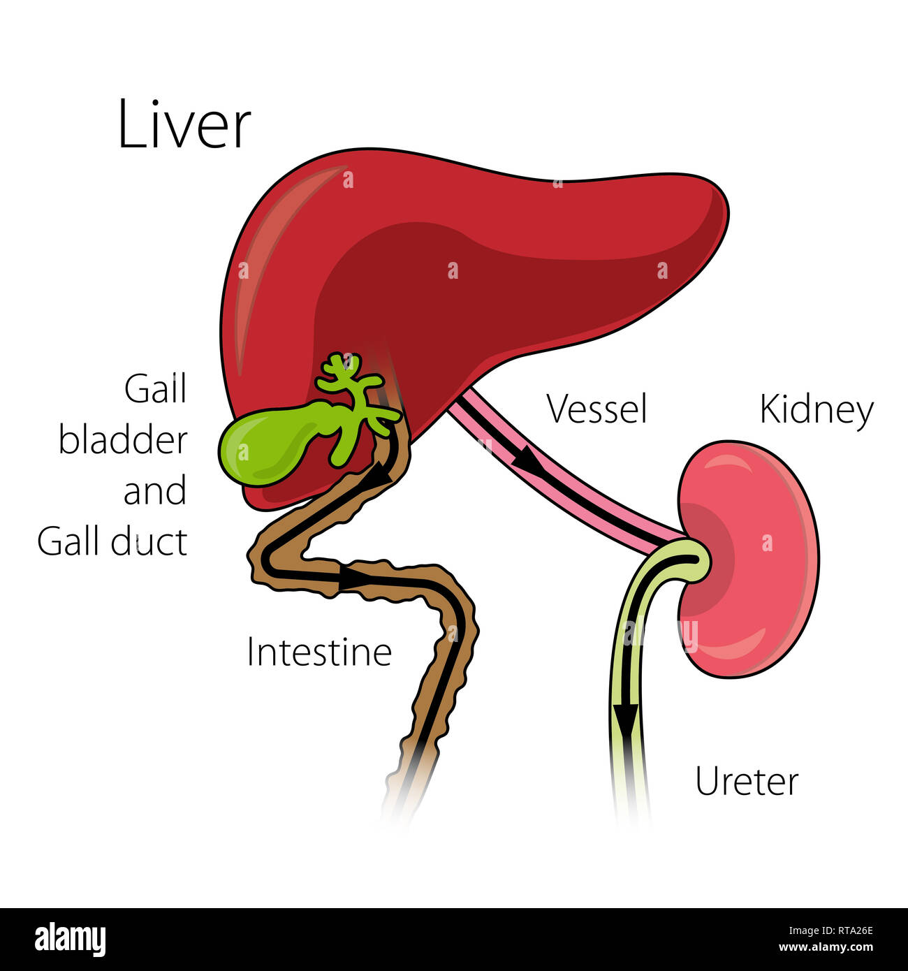 The mechanism of neutralization of toxins in the human body. Liver, gal ...