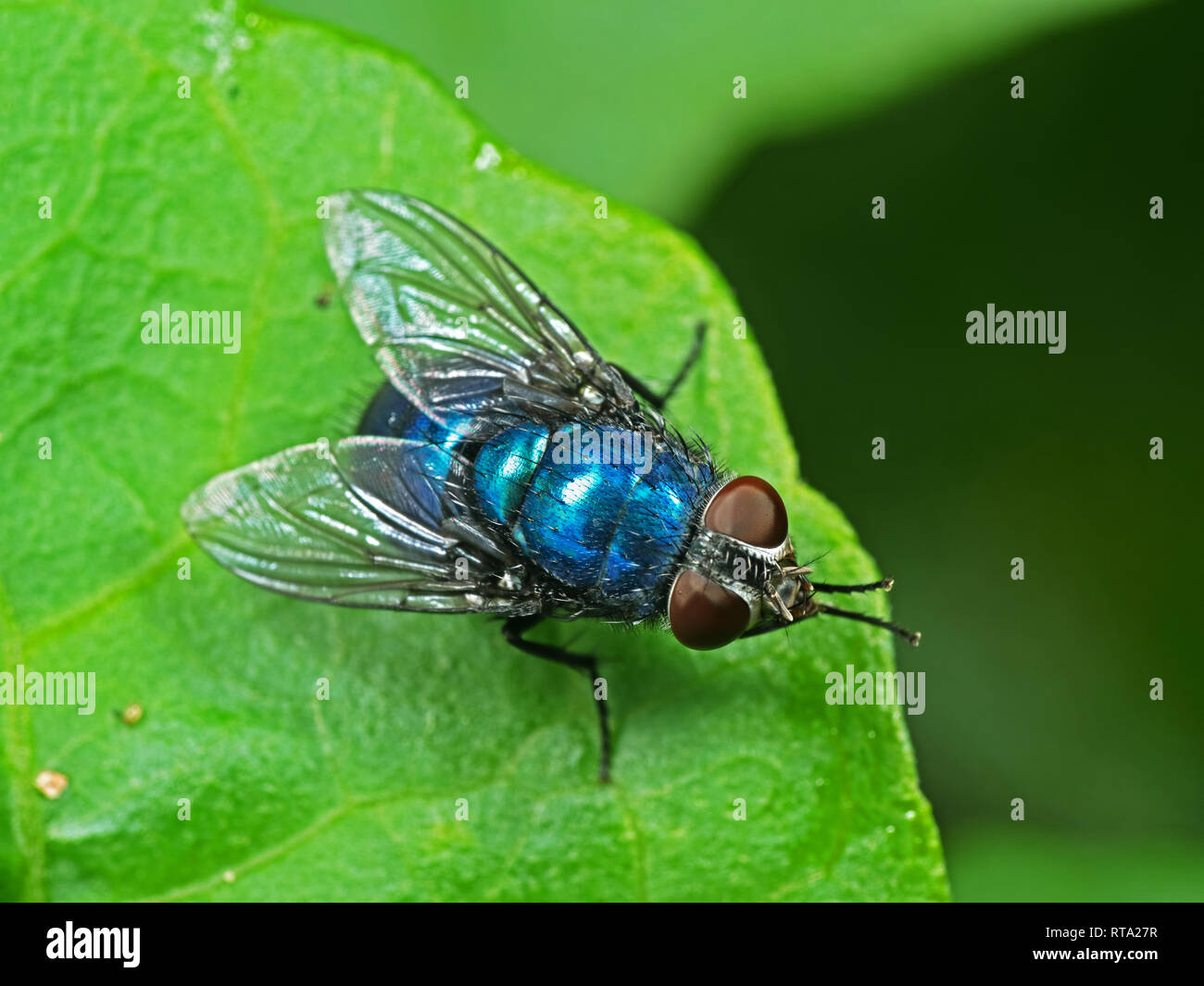 Macro Photography of Blue Bottle Fly on Green Leaf Stock Photo - Alamy